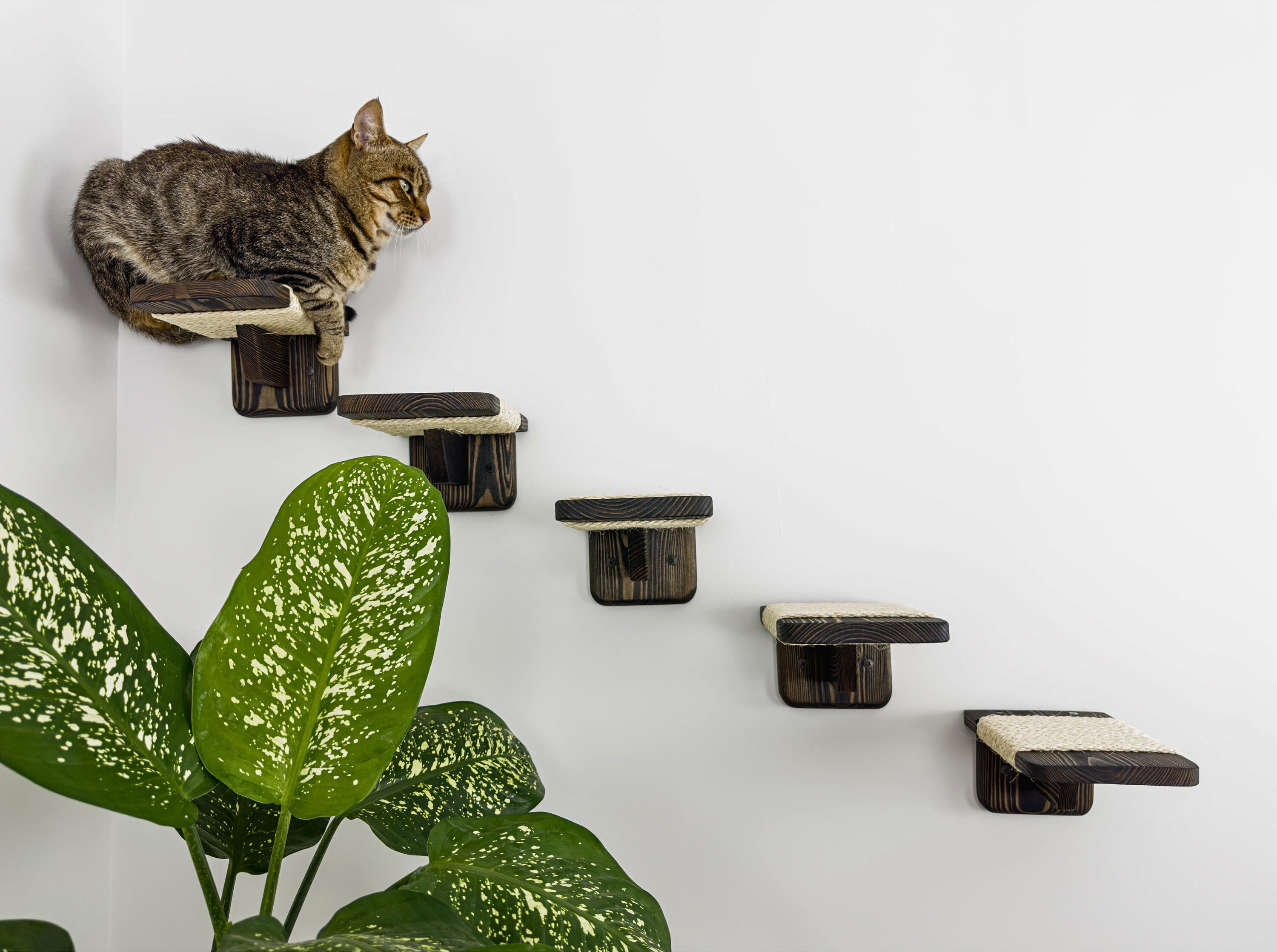 Cat Floating Steps Modern Cat Tree Wall Hanging Tree Furniture for Cats ...