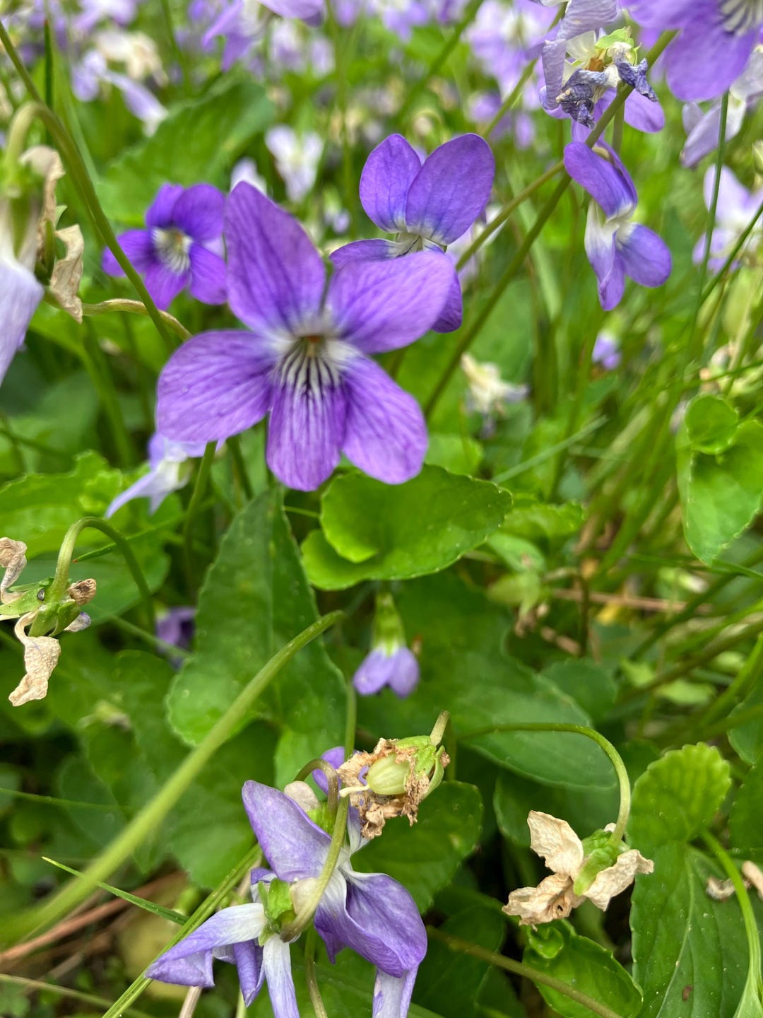 Common Blue Violet Viola Sororia Perennial Native Live Plant Rhizome ...