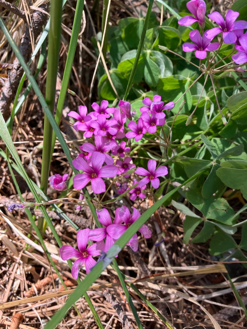 Pink Wood Sorrel Oxalis Articulata Shamrock Ground Cover Bulb - Etsy