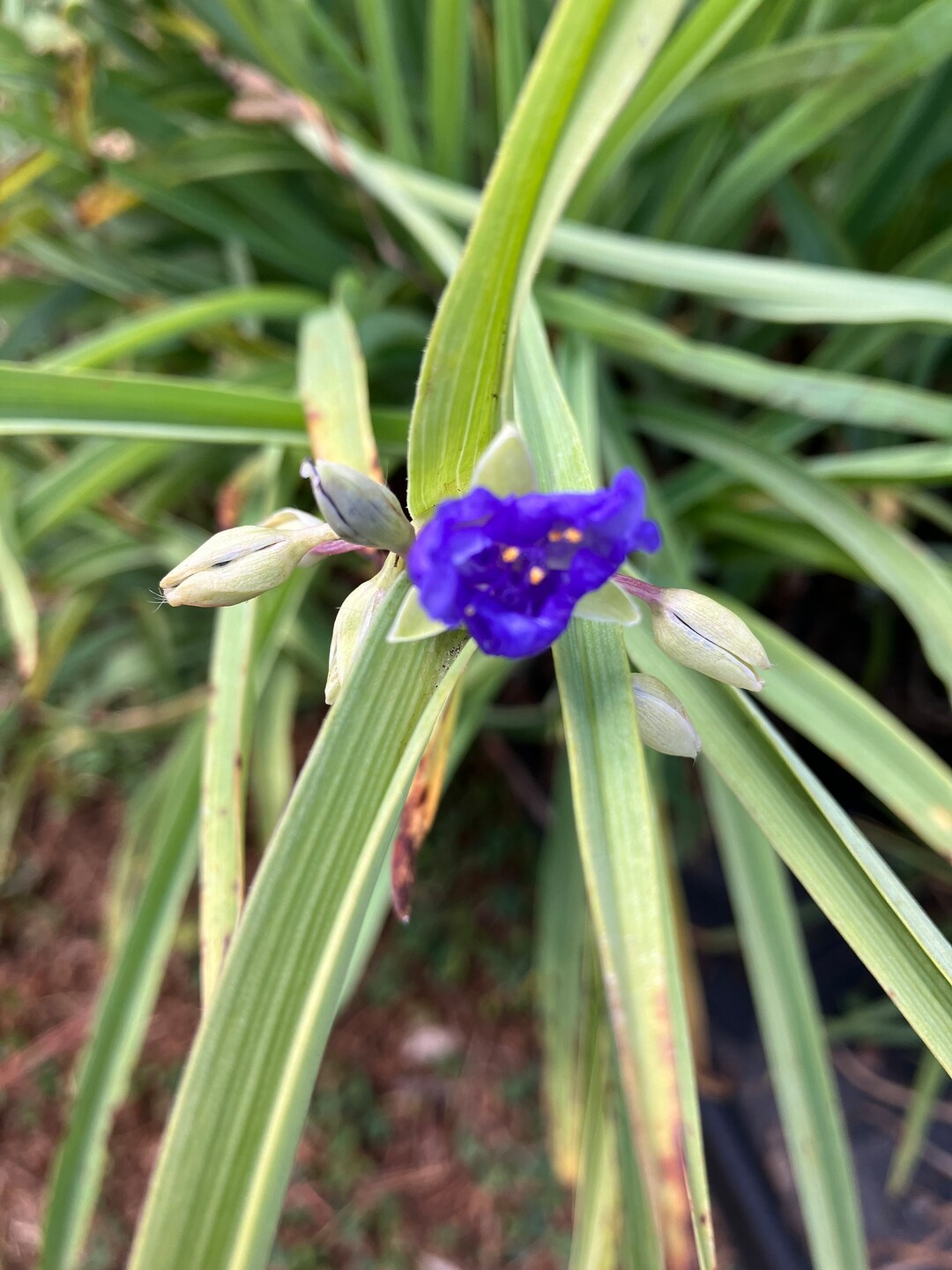 Virginia Spiderwort Plant ROOT, Spider Lily, Tradescantia Virginiana ...