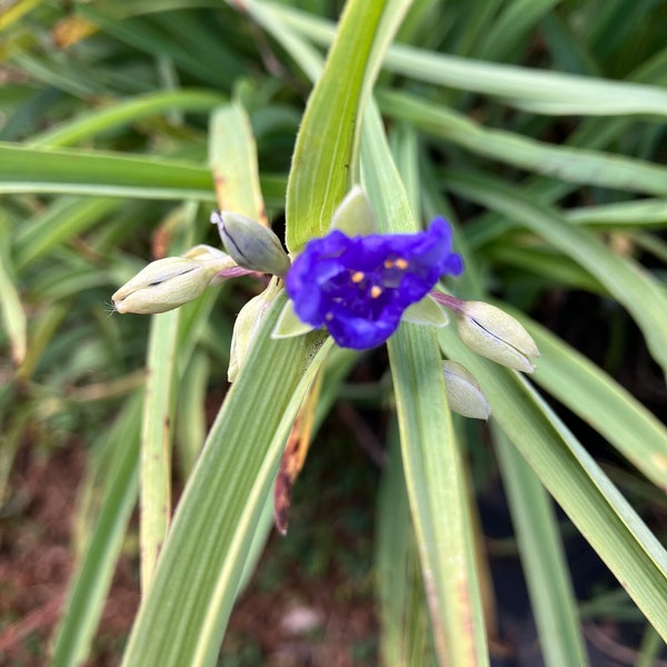 Spiderwort - Etsy