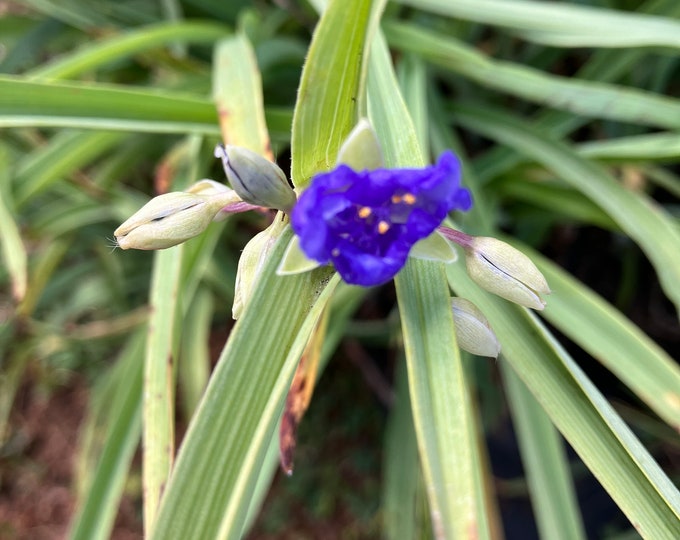 Virginia Spiderwort Plant ROOT, Spider Lily, Tradescantia Virginiana ...