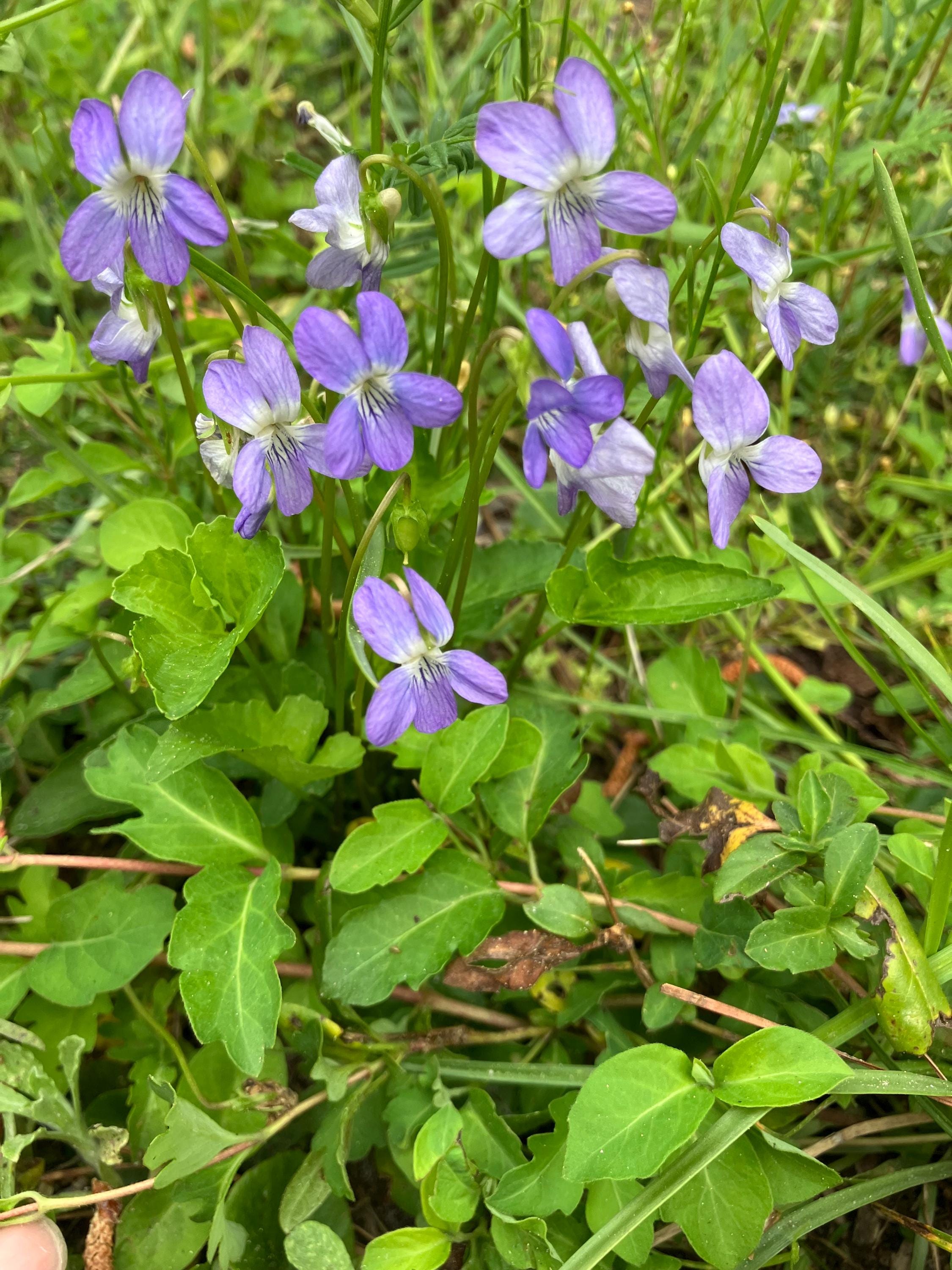 Common Blue Violet Viola Sororia Perennial Native Live Plant Rhizome ...