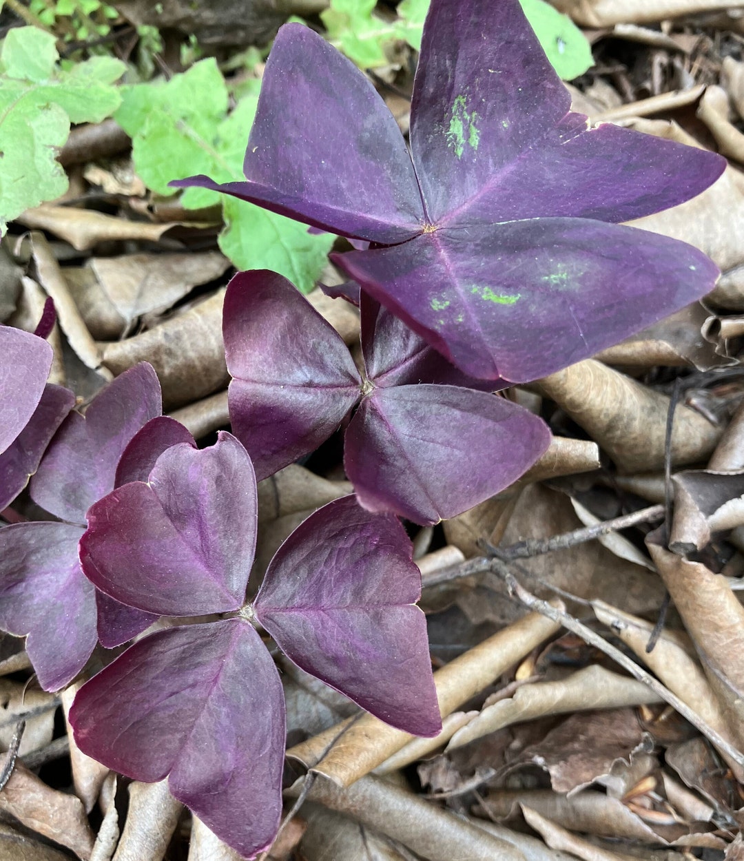 Purple Clover Oxalis Triangularis Purpurea False Shamrock Bulbs - Etsy