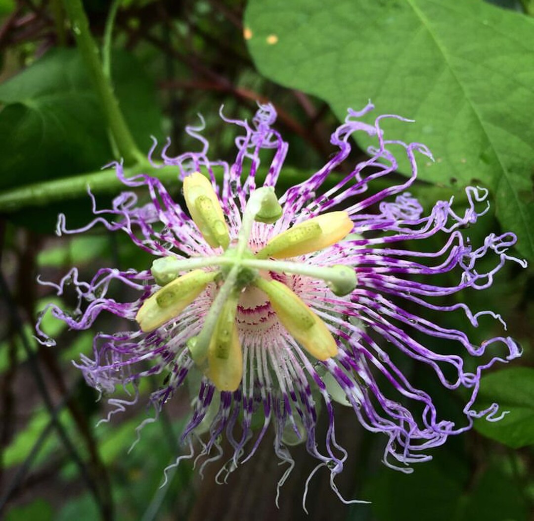 MAYPOP PASSIFLORA Native Passion Vine - Small Rooted Starter Plant ...