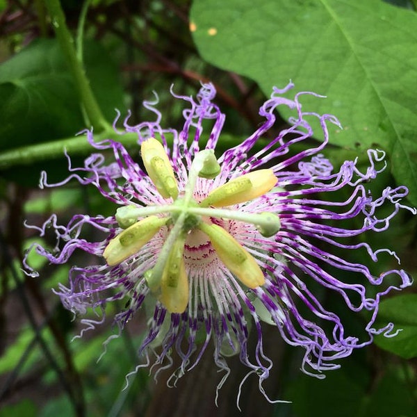 Maypop Plant - Etsy