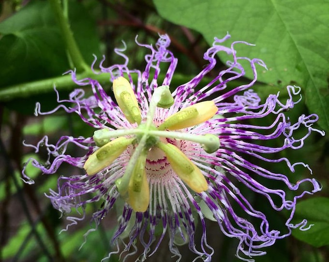 MAYPOP PASSIFLORA Native Passion Vine - Small Rooted Starter Plant ...