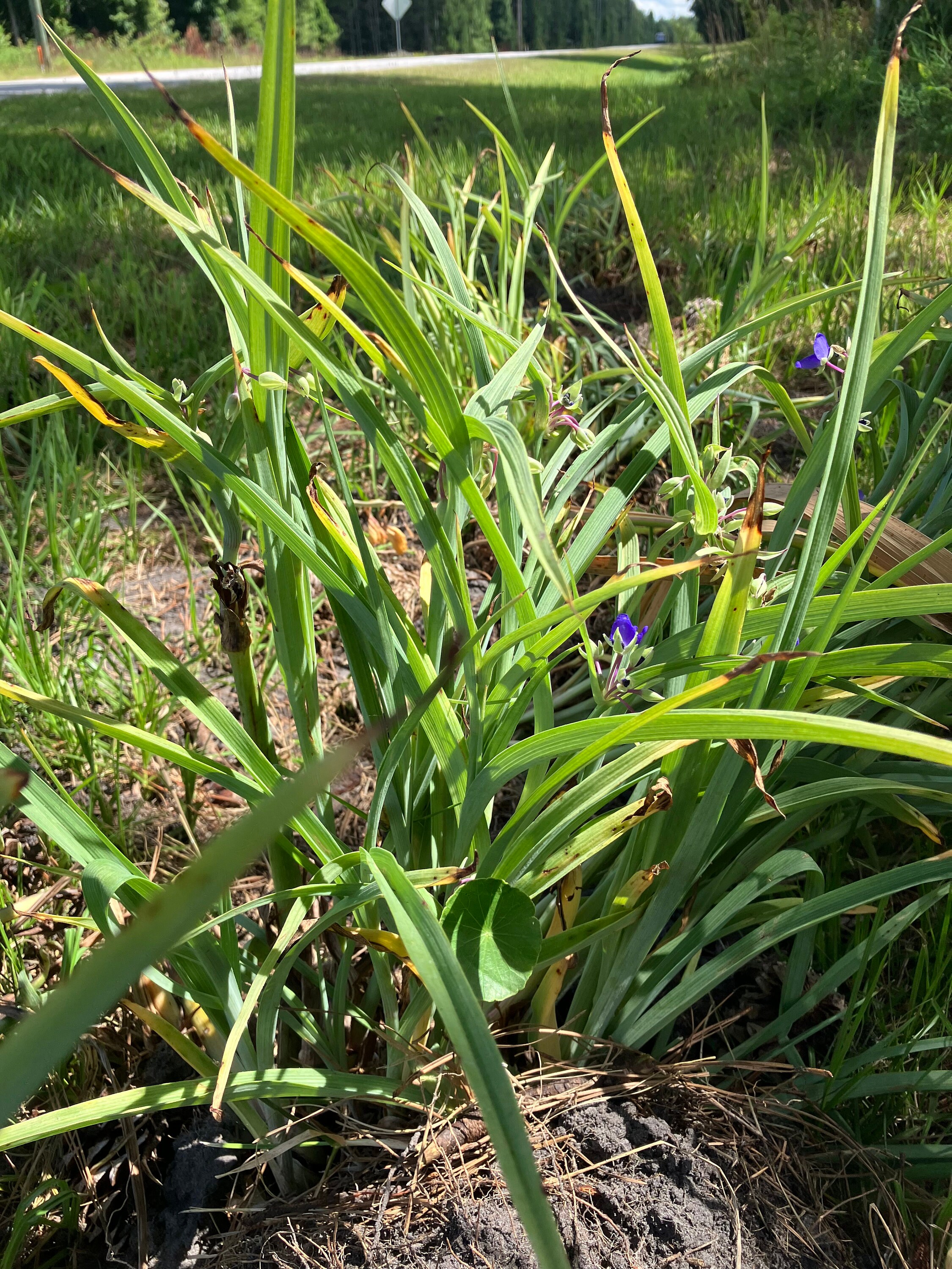Virginia Spiderwort Plant ROOT, Spider Lily, Tradescantia Virginiana ...