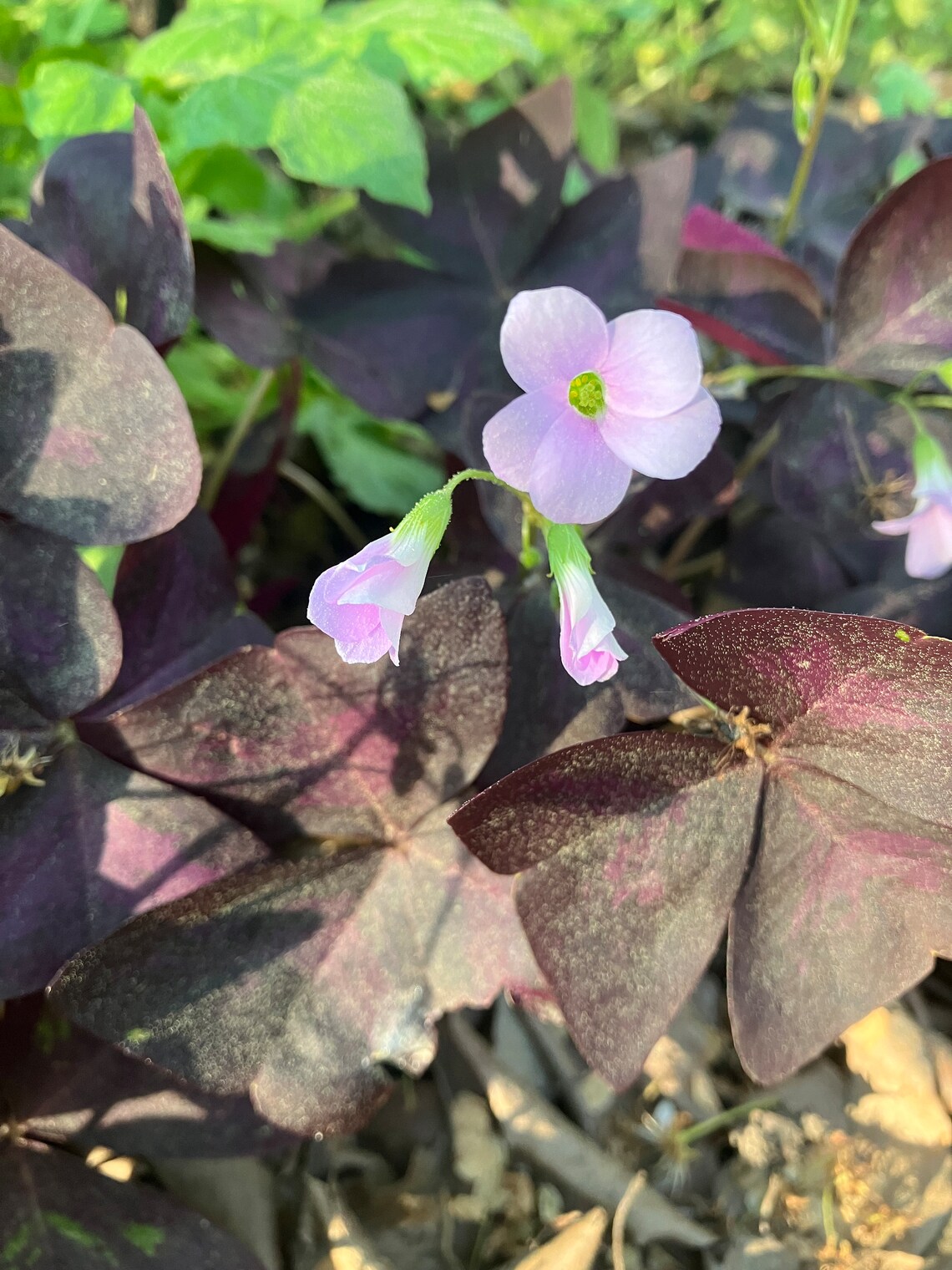 Purple Clover Oxalis Triangularis Purpurea False Shamrock Bulbs - Etsy