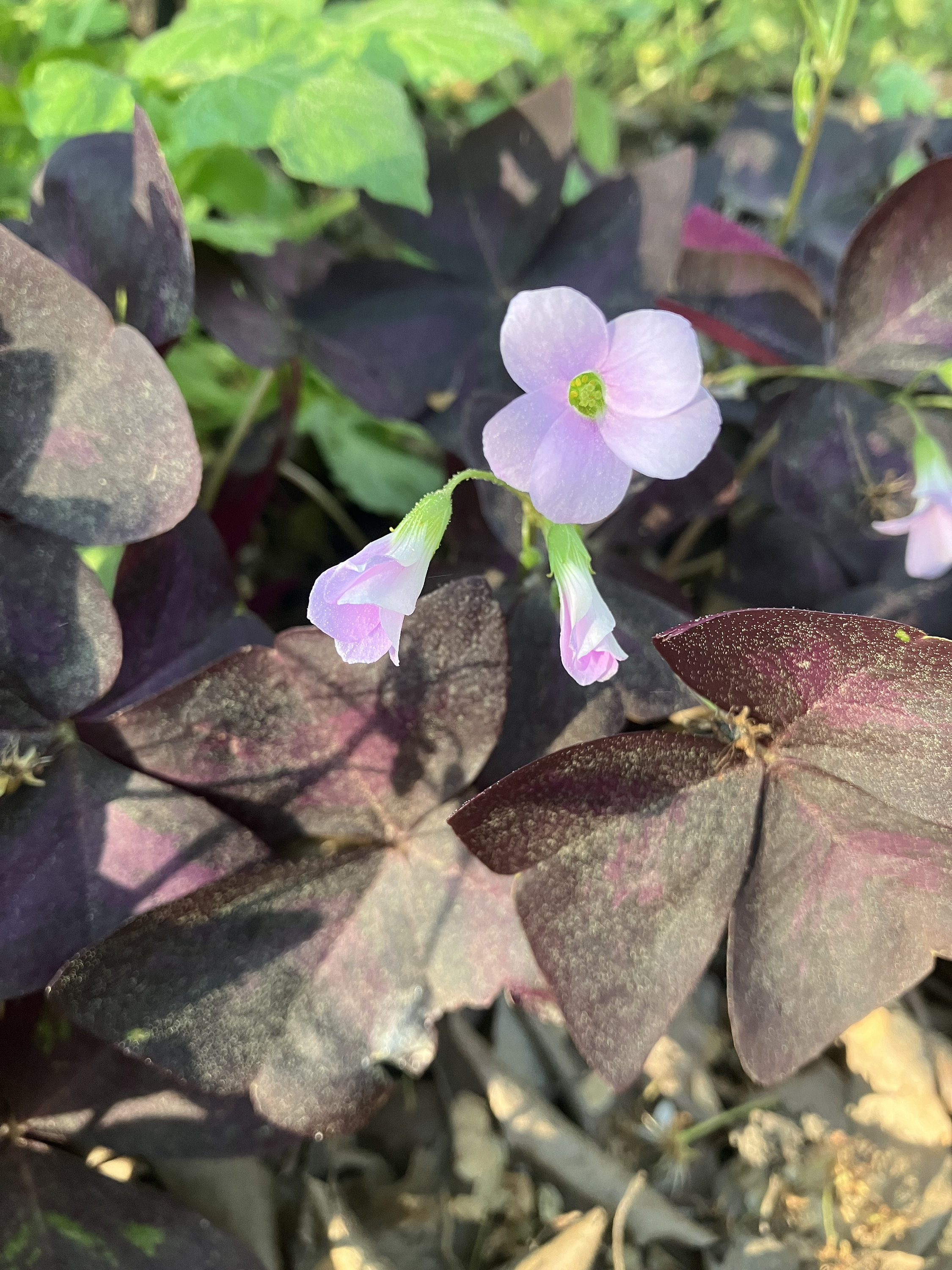 Purple Clover Oxalis Triangularis Purpurea False Shamrock Bulbs - Etsy