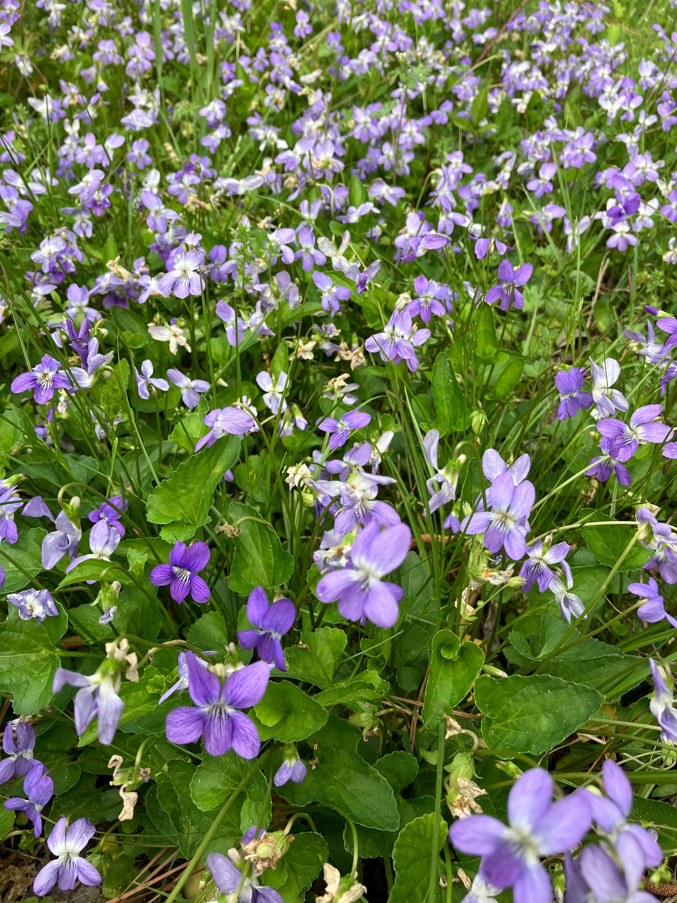 Common Blue Violet Viola Sororia Perennial Native Live Plant Rhizome ...
