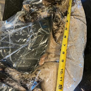 Fetal Lamb Wet Specimen Oddity Science Without Jar - Etsy