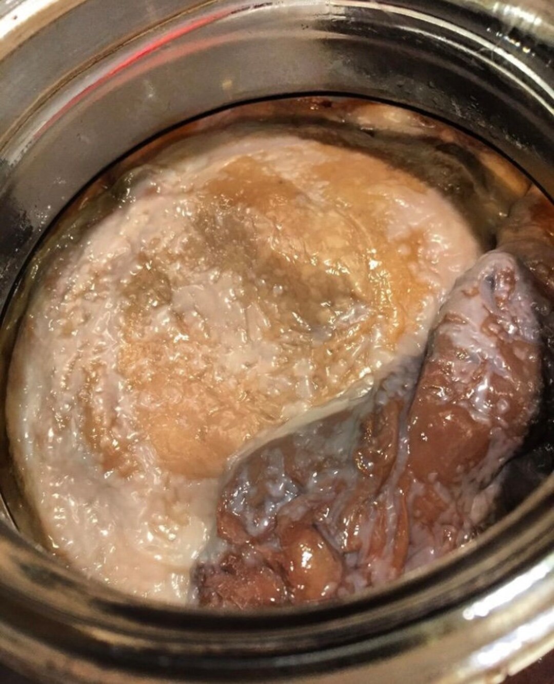 Kombucha Scoby Torulaspora Delbrueckii Gluconacetobacter Xylinus ...