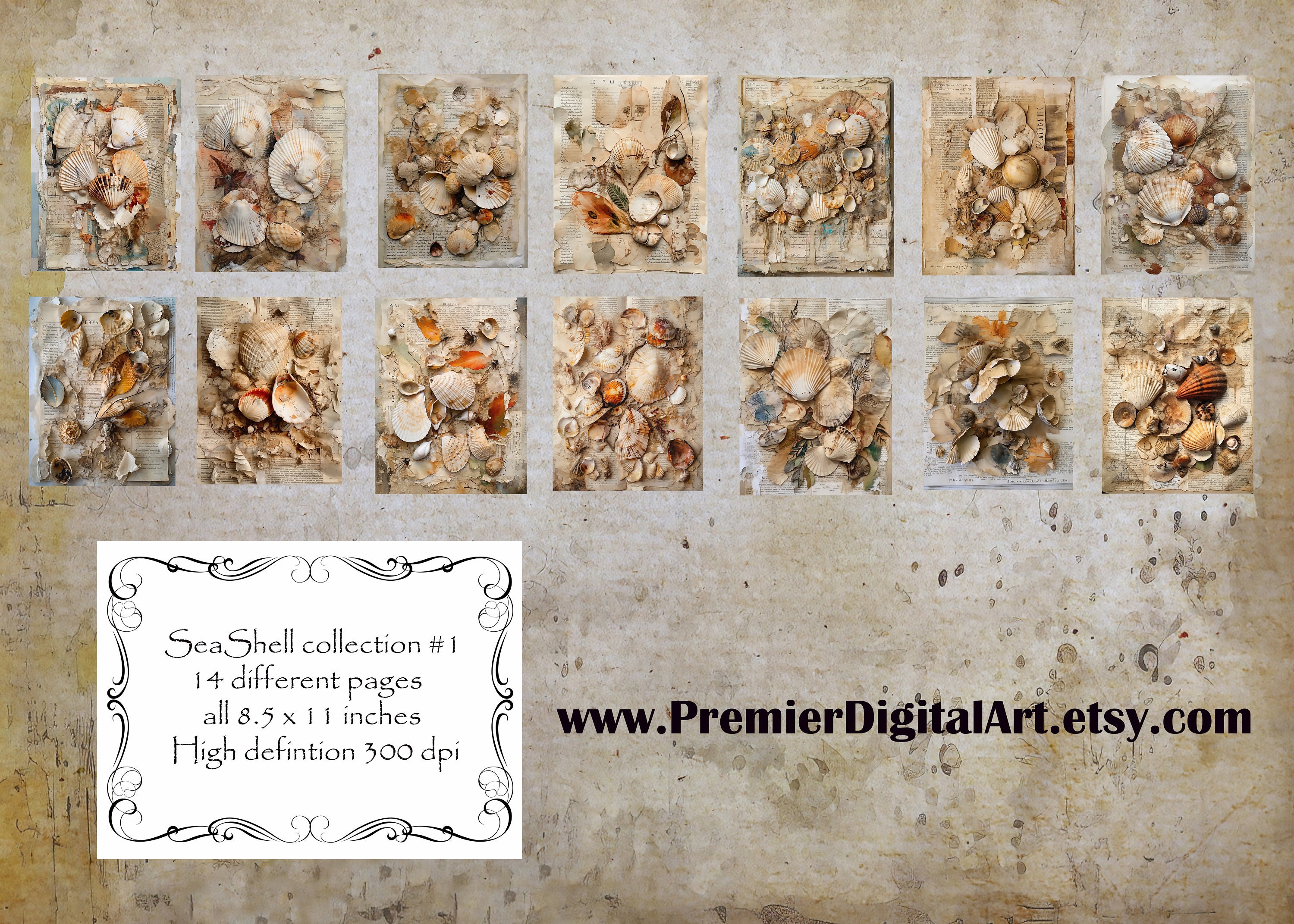 Seashell Collection 1, Digital Download, Commercial, Personal Use ...