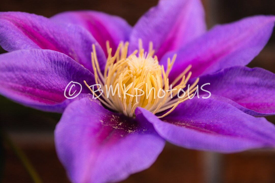 Clematis Flower Printable Wall Art - Etsy