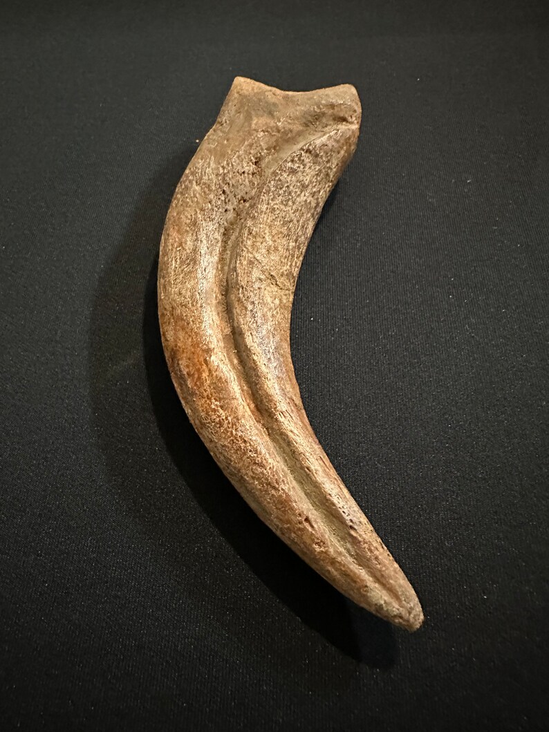 Dinosaur Claw - Etsy