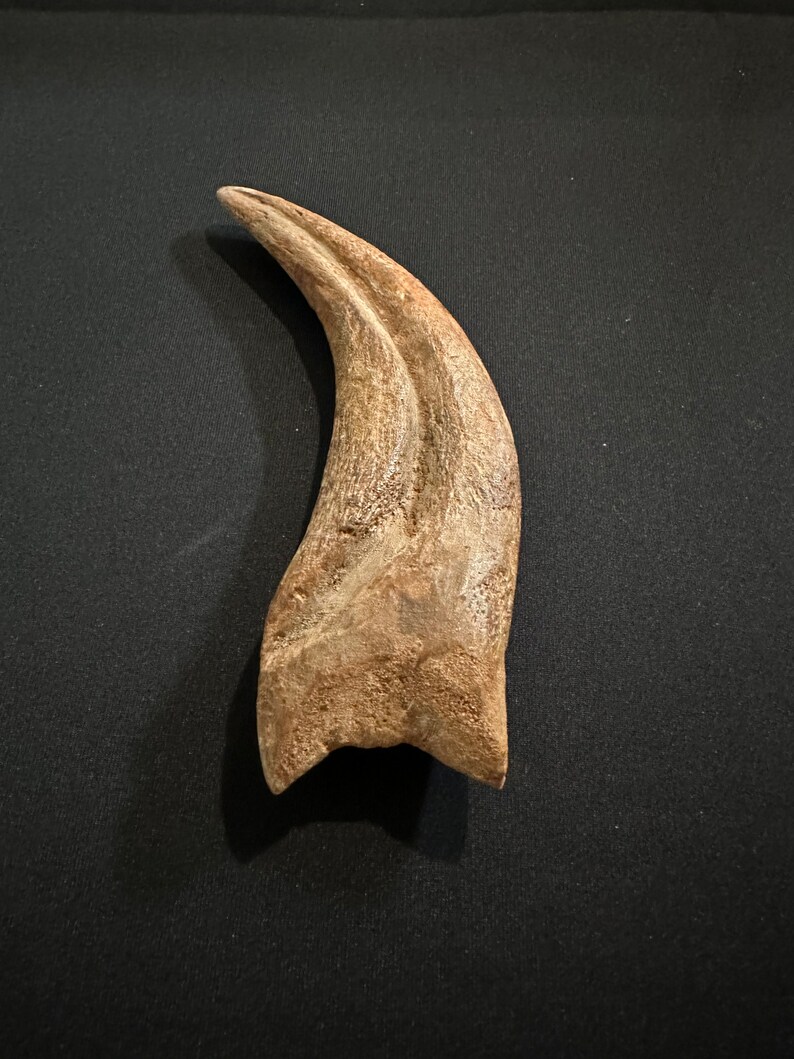 Dinosaur Claw - Etsy