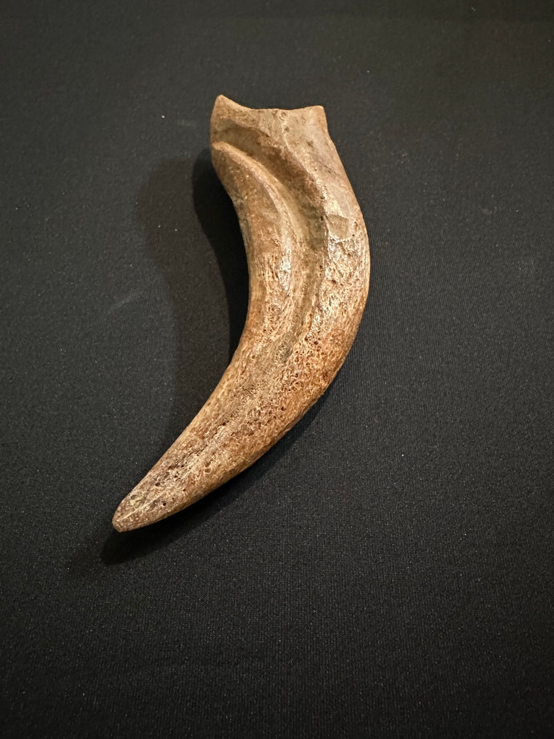 Dinosaur Claw - Etsy
