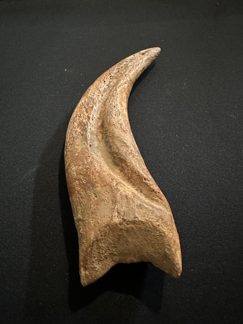 Dinosaur Claw - Etsy