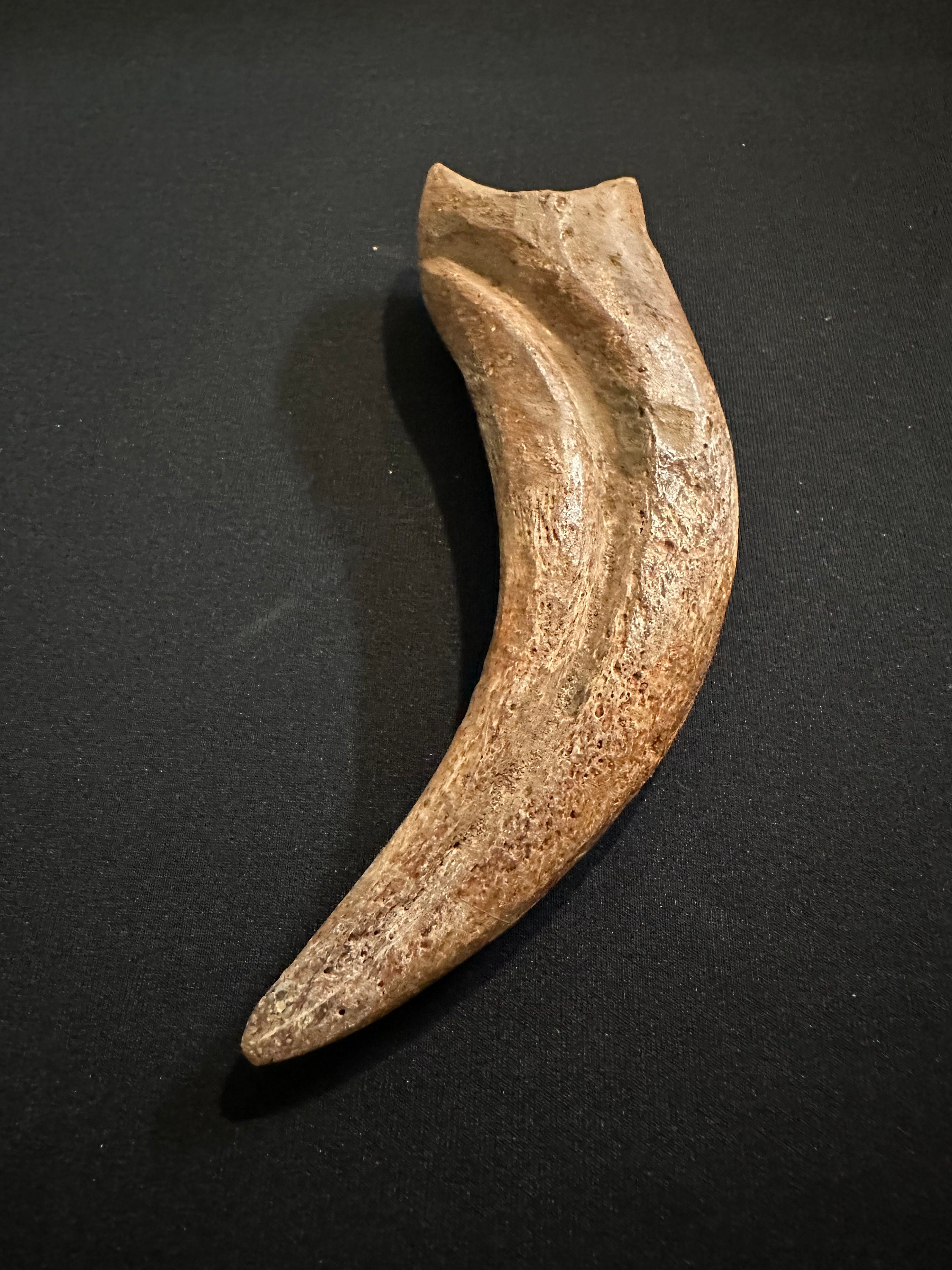 Dinosaur Claw - Etsy