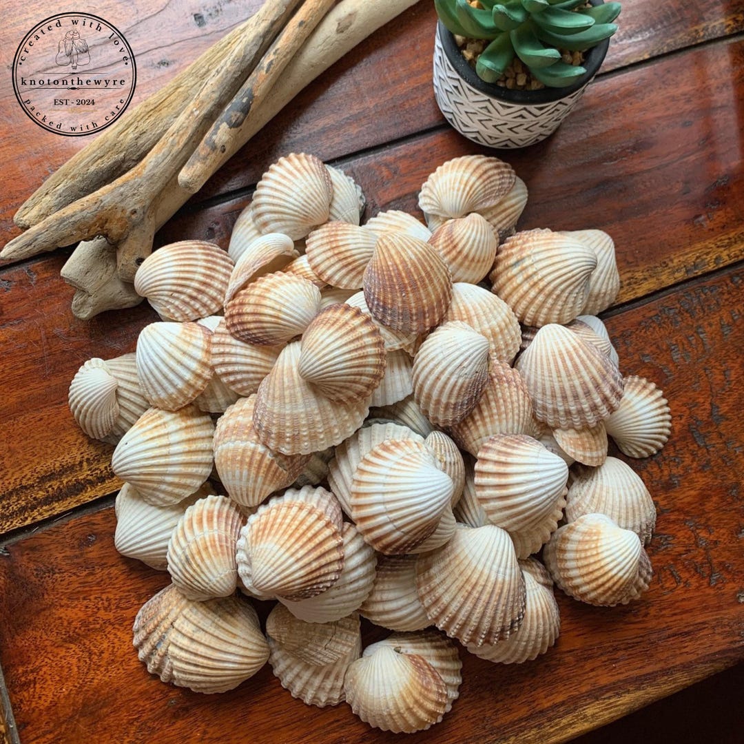 100 Natural Cockle Shells, Lancashire Craft Supply, Assorted Sizes ...
