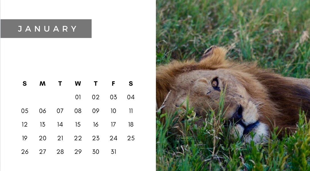 2025 REAL Wildlife Desk Calendar, 2024 Printable Calendar, Desk Decor ...