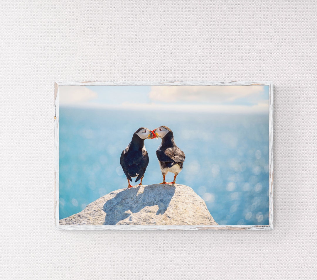 Photo Couple of Puffin Birds, Kissing Funny Birds, Romantic Pair of ...
