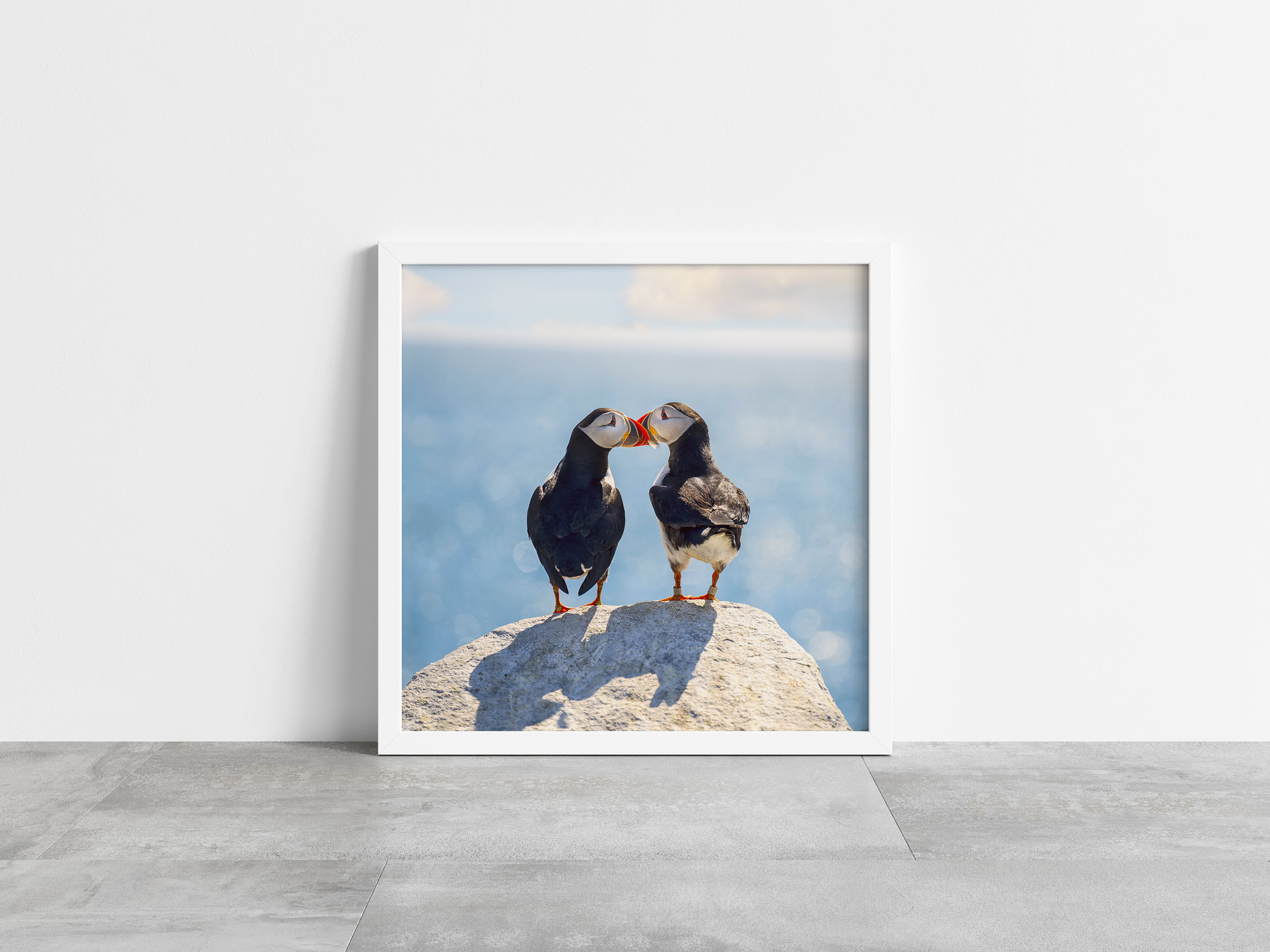 Photo Couple of Puffin Birds, Kissing Funny Birds, Romantic Pair of ...