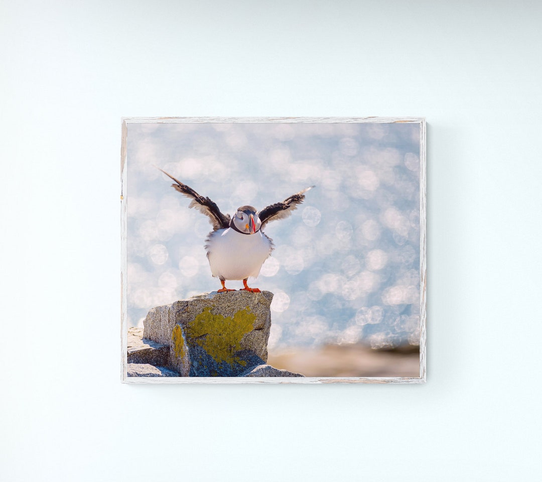 Photo of a Puffin Bird,puffin Bird, Beach Wall Art, Ocean Photo,coastal ...