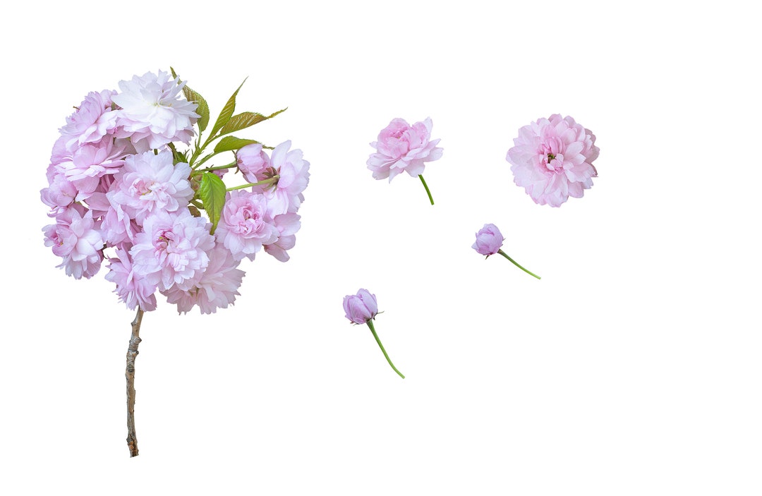 Photo Isolated Sakura on a Transparent Background, PNG Format, Set 4 ...