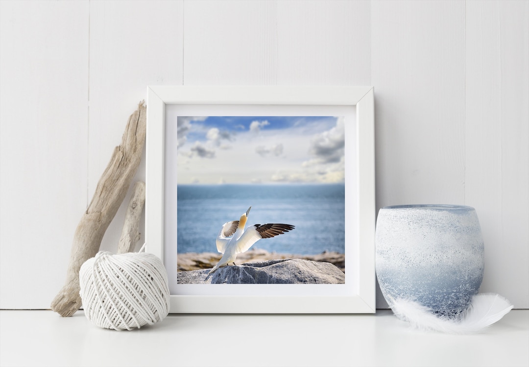 Photo of a White Seabird, Beach Wall Art, Ocean Photo, Coastal Print ...