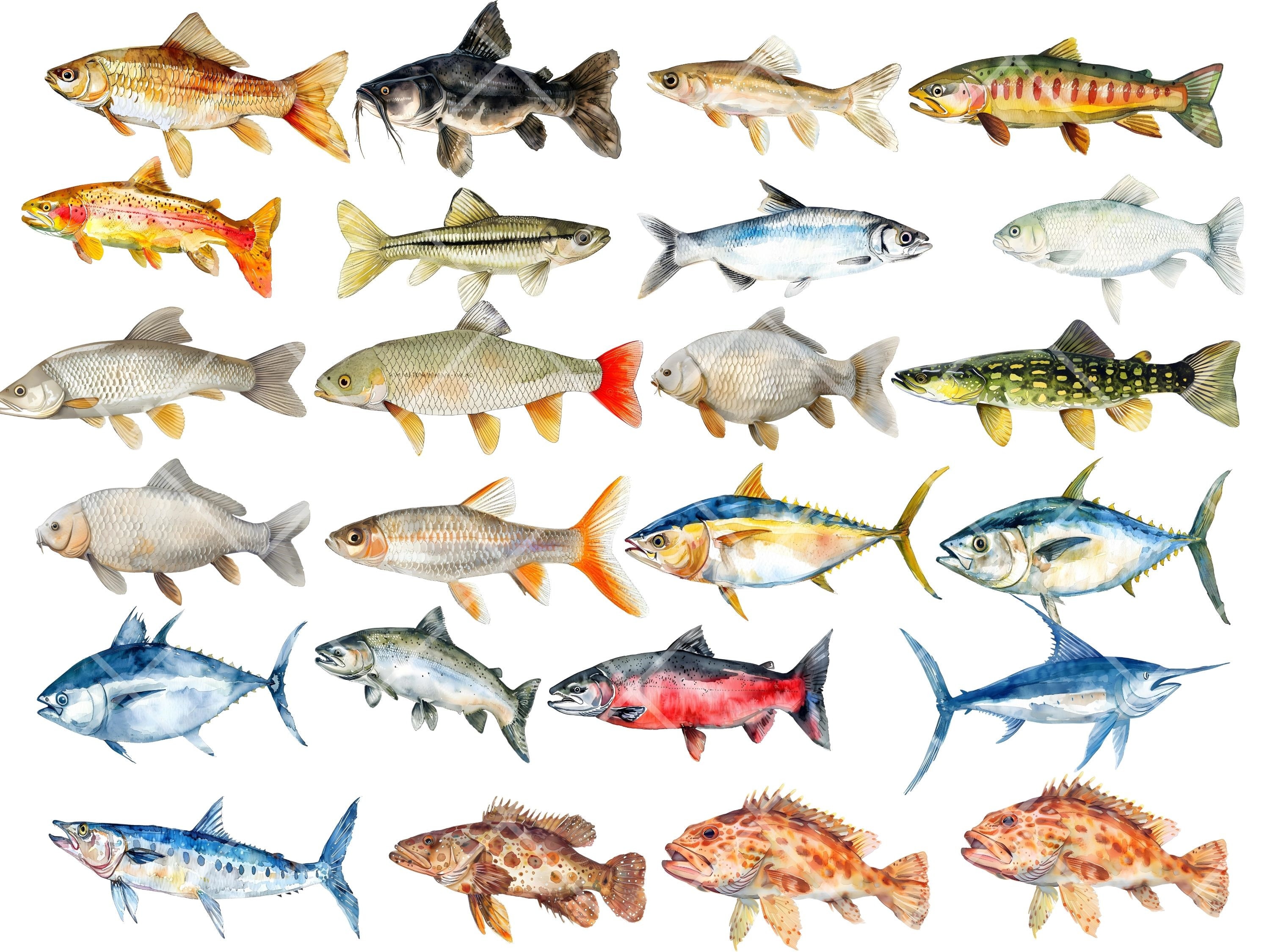 Watercolor Fish Clipart, Freshwater Prints, Marine Sticker, Aquarium ...