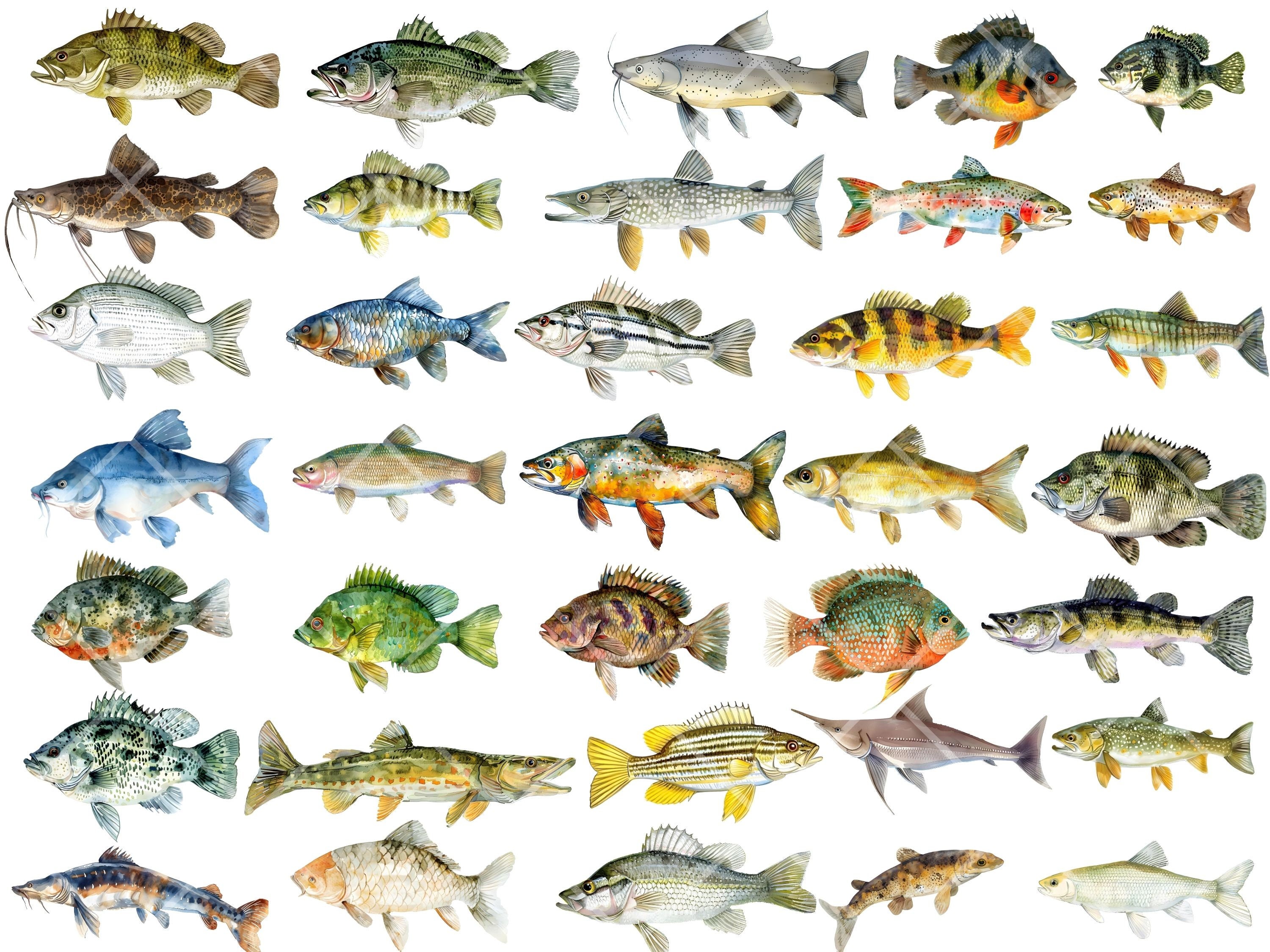 Watercolor Fish Clipart, Freshwater Prints, Marine Sticker, Aquarium ...