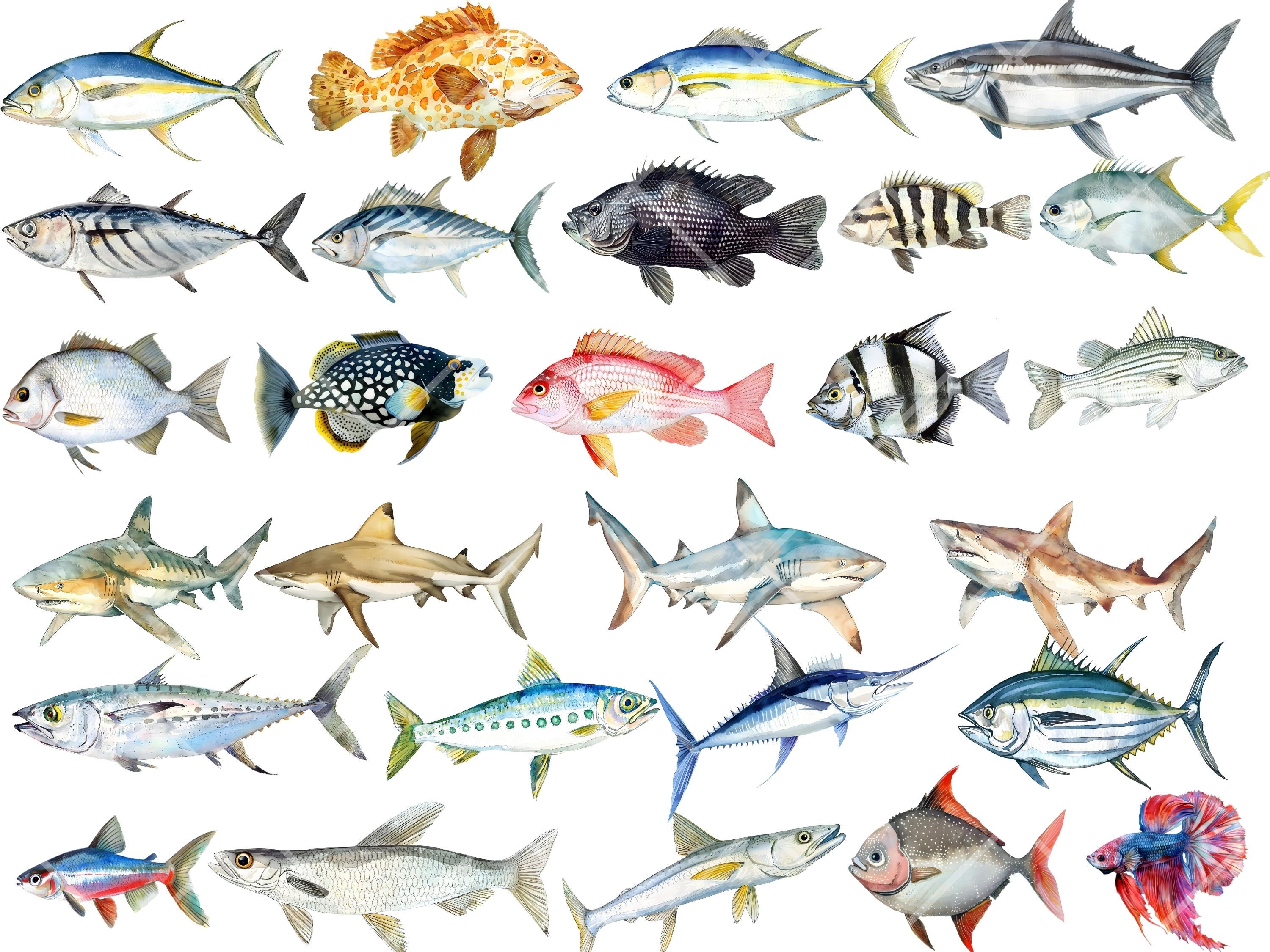 Watercolor Fish Clipart, Freshwater Prints, Marine Sticker, Aquarium ...