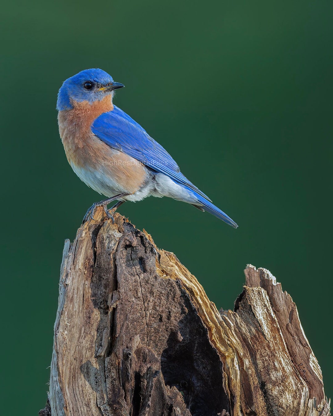 Wall Art Nature Bluebird Photograph High Resolution Bird Image Digital ...