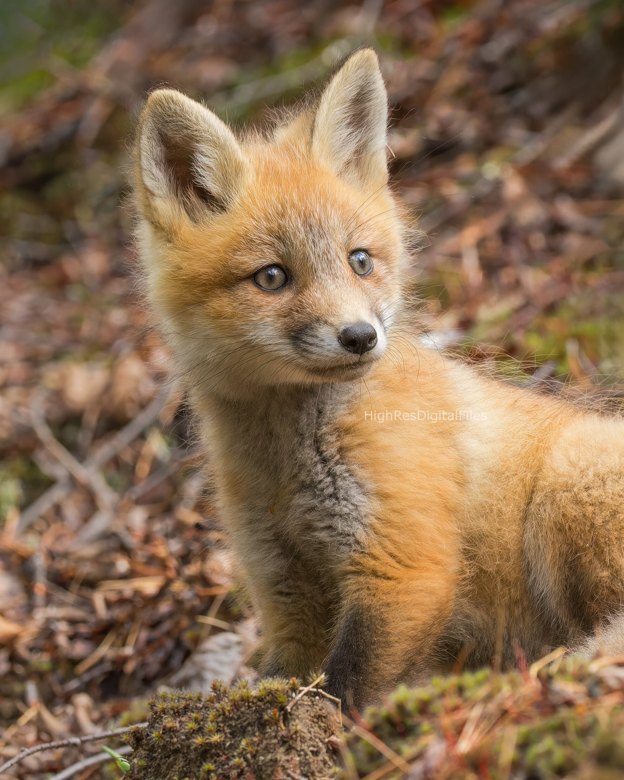 Baby Red Fox Kit Print Art Photograph Gift Nature Photography Decor ...