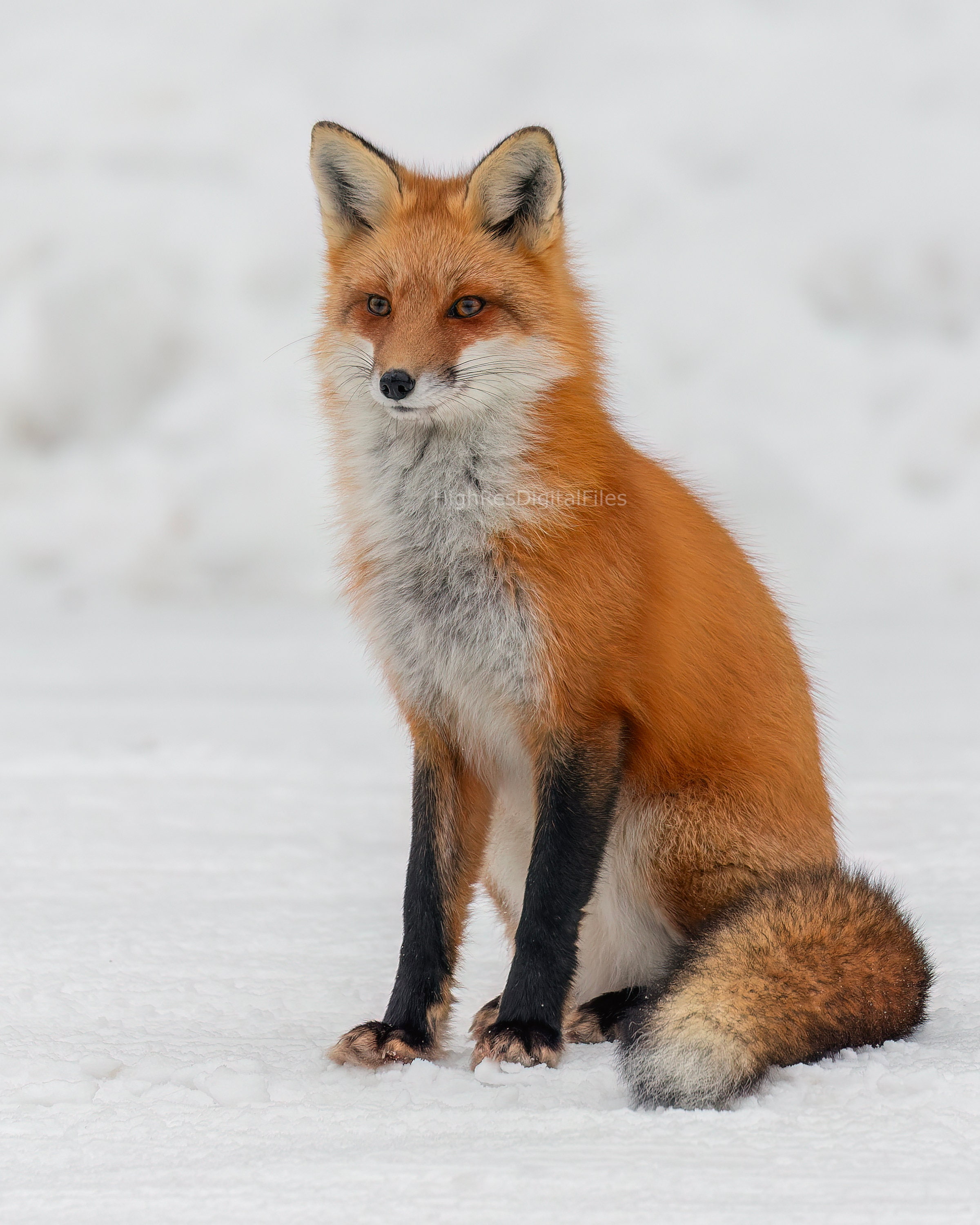 Red Fox Print Art Photograph Gift Nature Photography Decor Room Digital ...