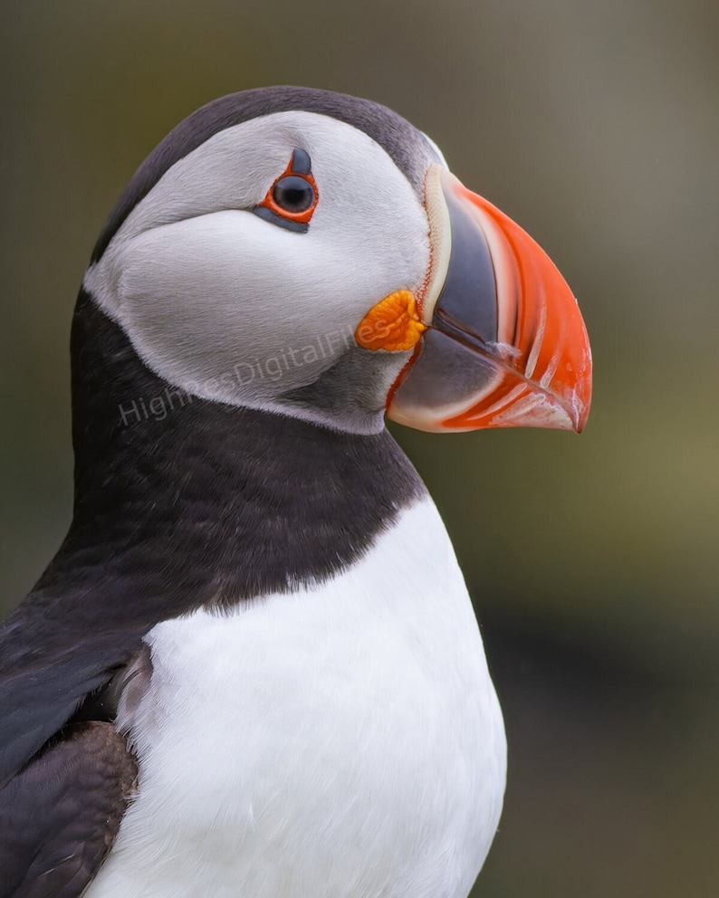Puffin Wall Art Nature Photograph Atlantic High Resolution Iceland Bird ...