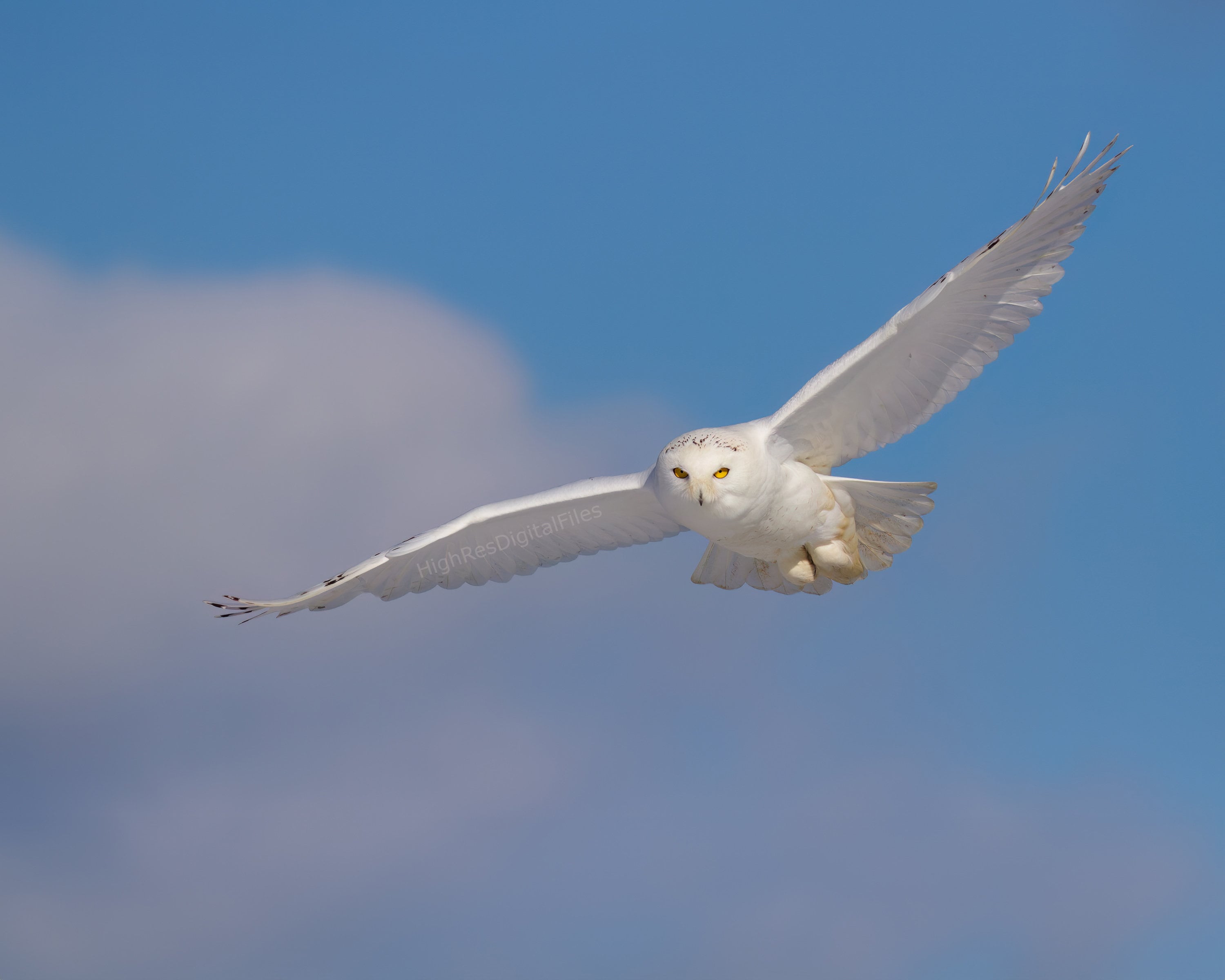 Wall Art Nature Photograph Snowy Owl High Resolution Flying Bird Image ...