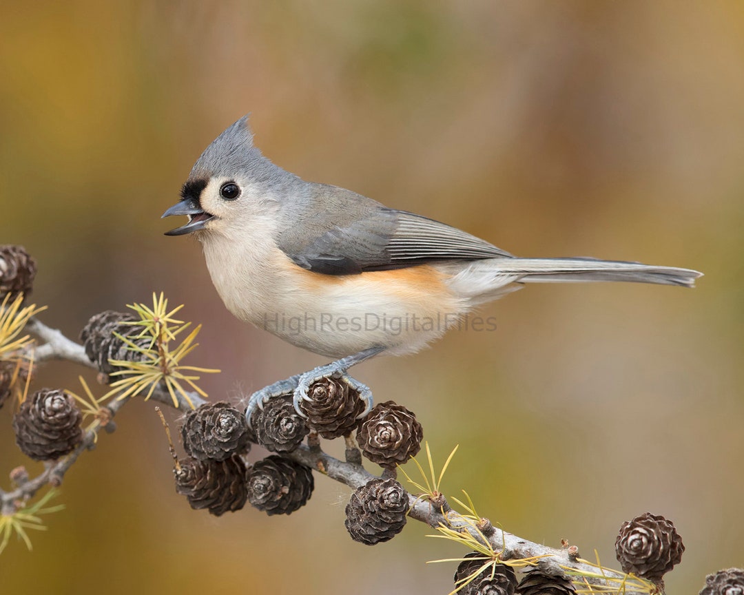 Wall Art Nature Photograph Tufted Titmous High Resolution Perch Bird ...