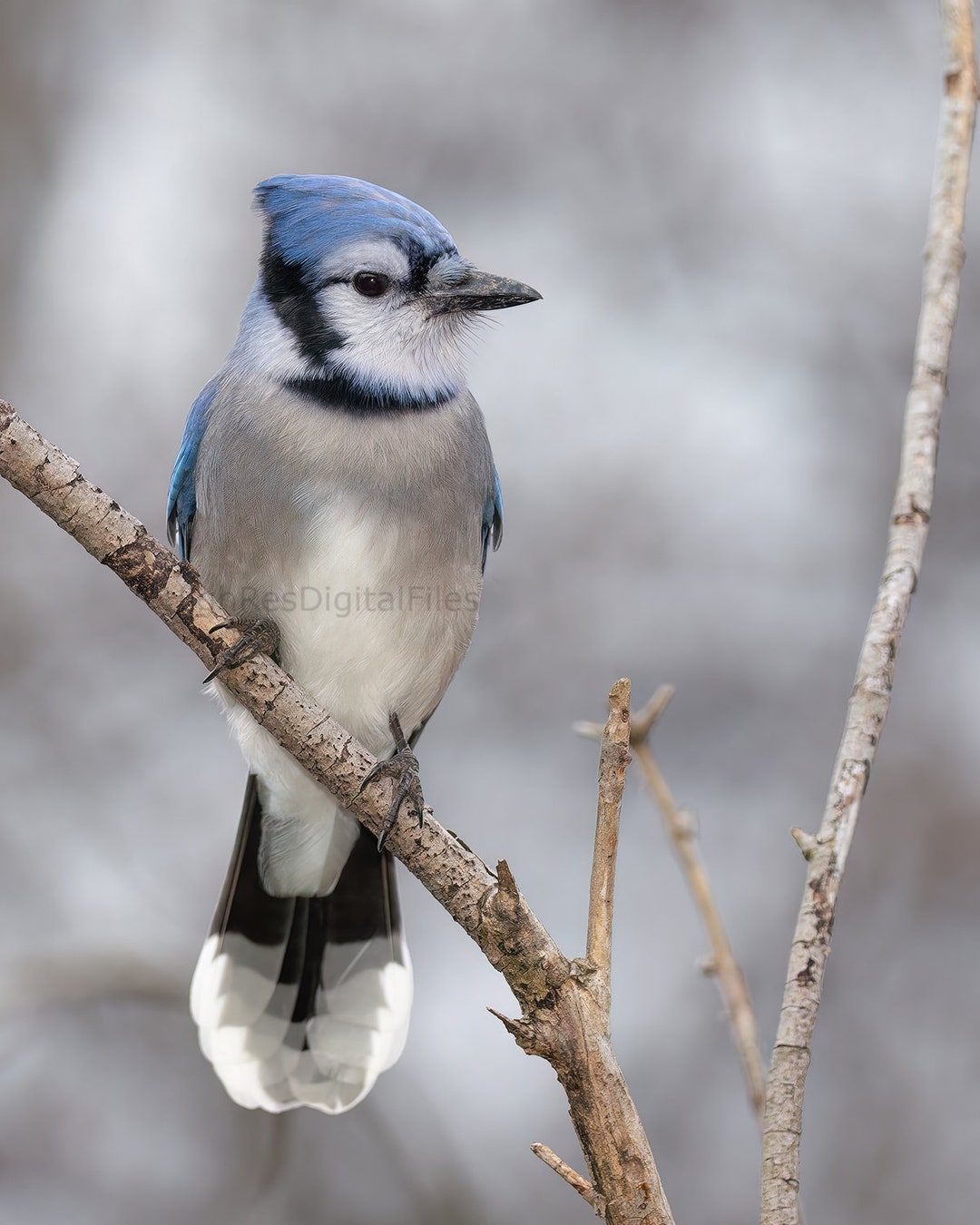 Blue Jay Print Art Photograph Gift Nature Photography Decor Room ...