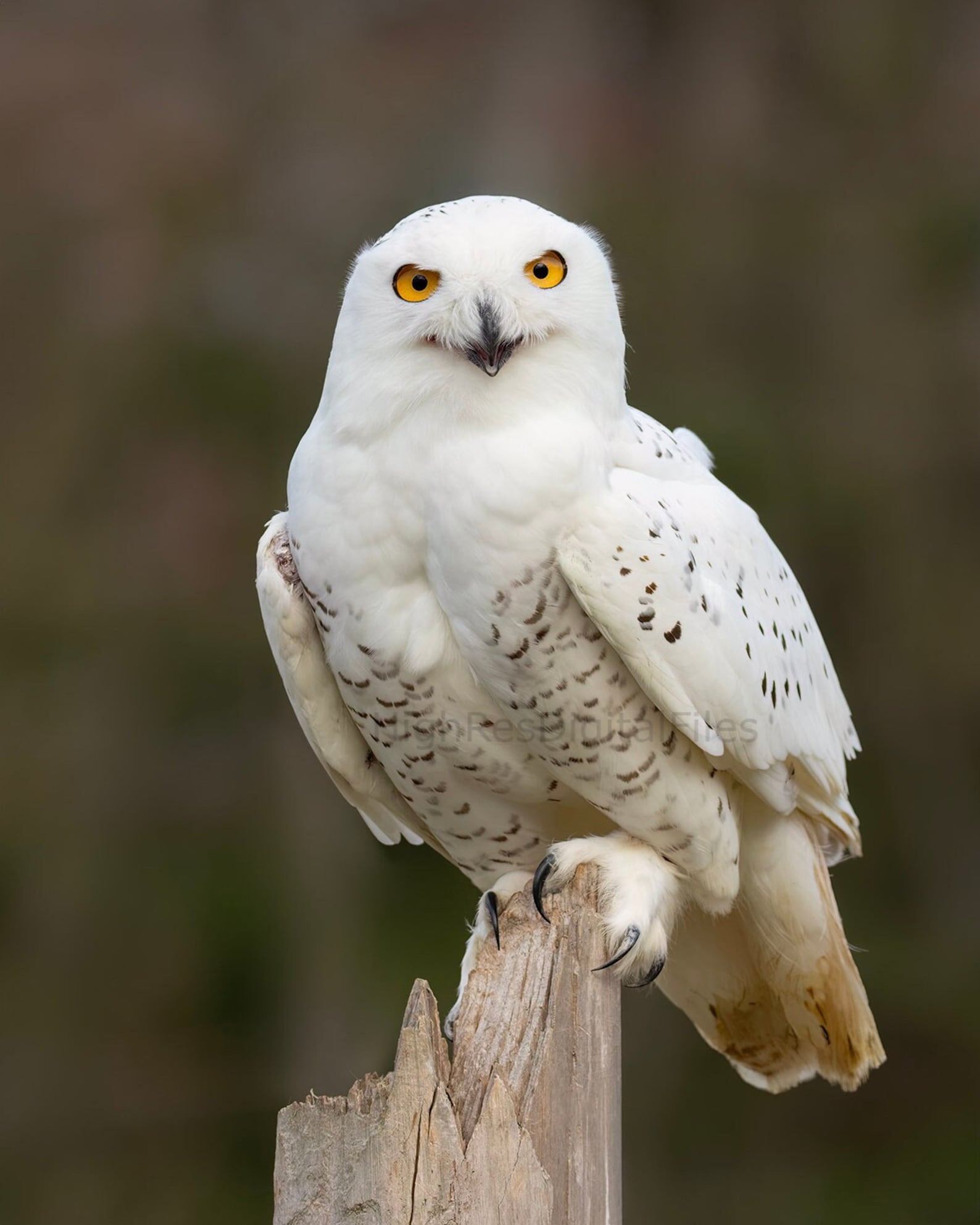 Owl Wall Art Photograph Snowy Owl High Resolution White Bird Portrait ...