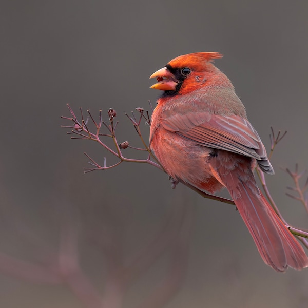 Cardinal Wallpaper - Etsy