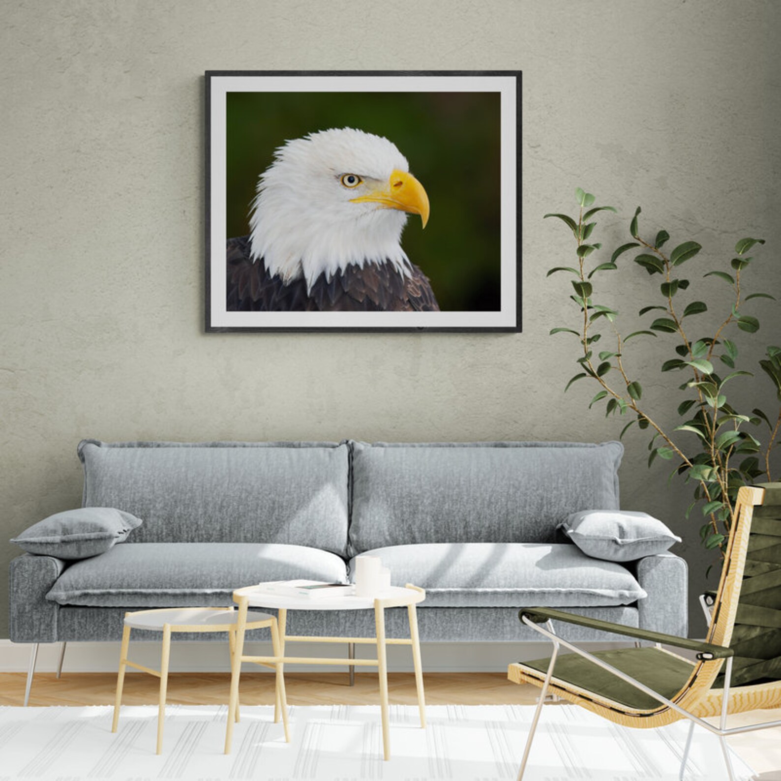 Bald Eagle Wall Art Photograph Eagle High Resolution Bird Image Digital ...