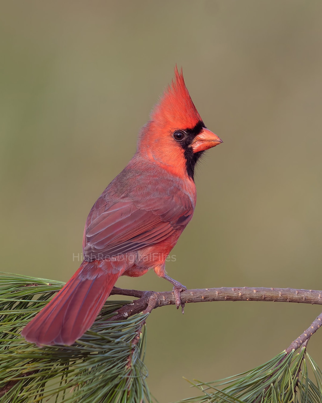 Wall Art Nature Cardinal Photograph High Resolution Bird Image Digital ...