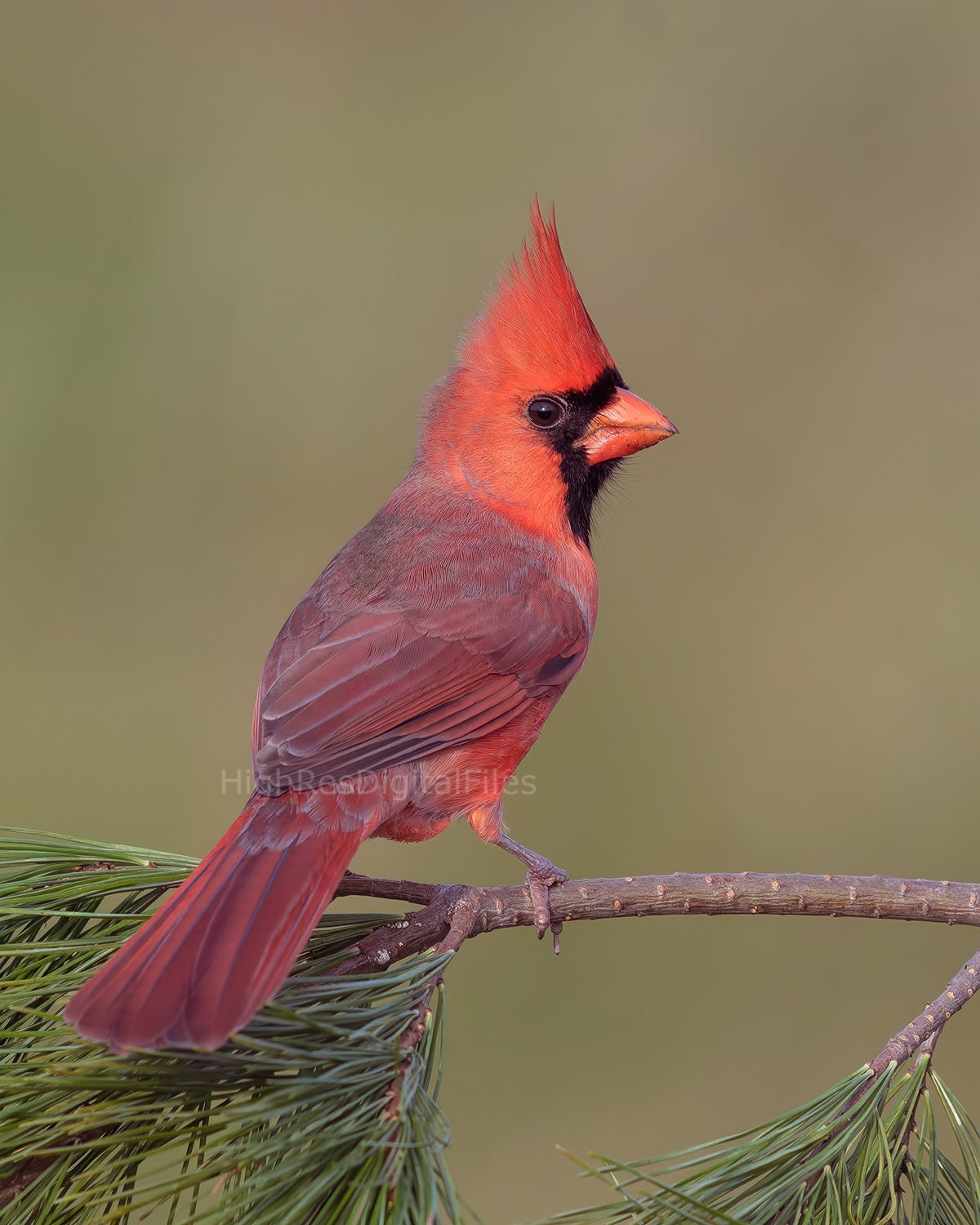 Wall Art Nature Cardinal Photograph High Resolution Bird Image Digital ...
