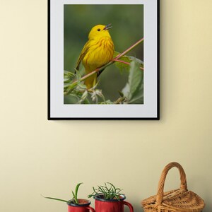 Print Art Photograph Gift Nature Warbler Bird Photography Decor Room ...