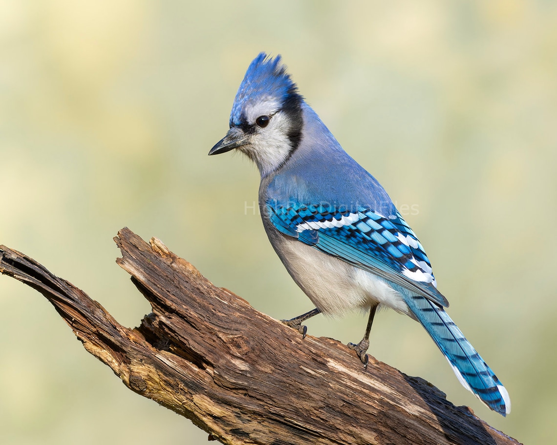 Photograph Blue Jay Print Art Gift Nature Photography Decor Room ...
