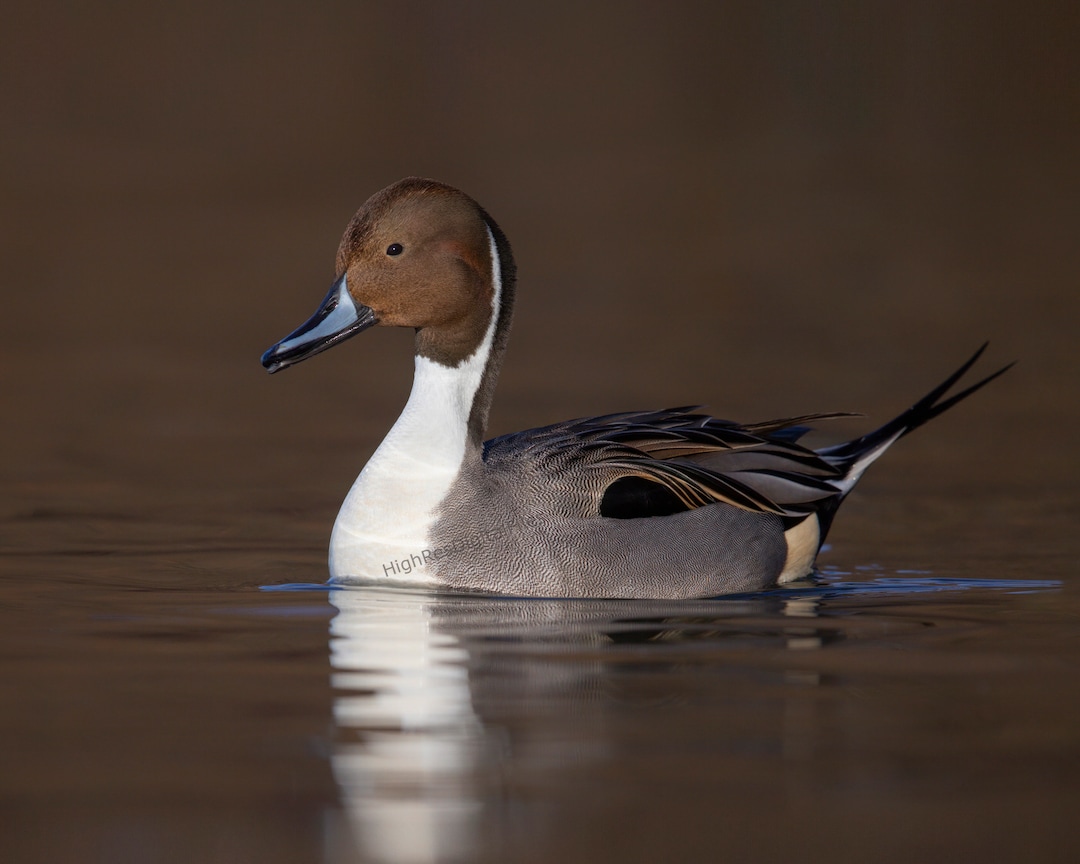 Wall Art Nature Photograph Northern Pintail High Resolution Wading Bird ...