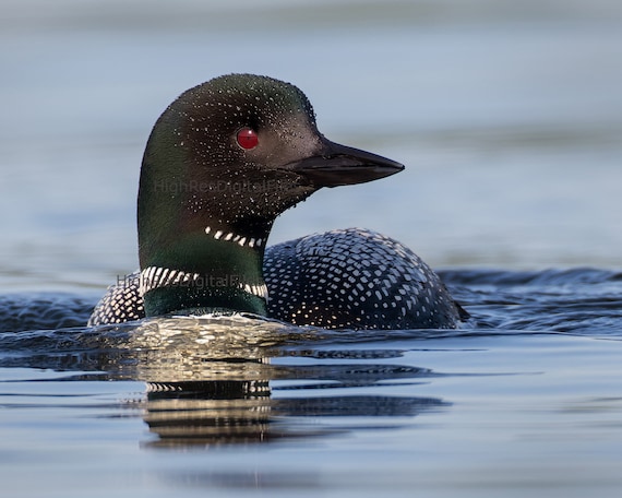 Loon Wallpaper Answering The Call Of The Loon Issuu